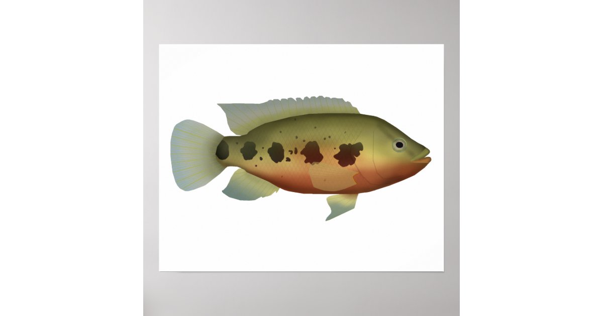 Spotted Tilapia Poster | Zazzle