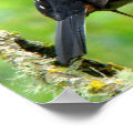 Spotted Towhee Print | Zazzle