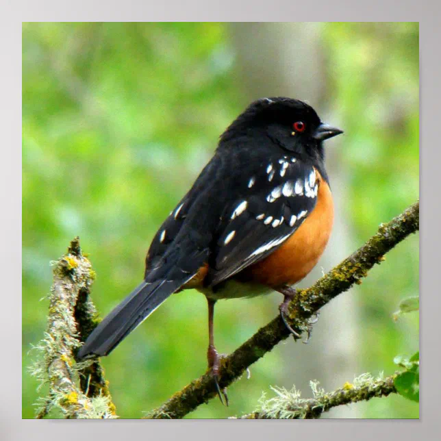 Spotted Towhee Print | Zazzle