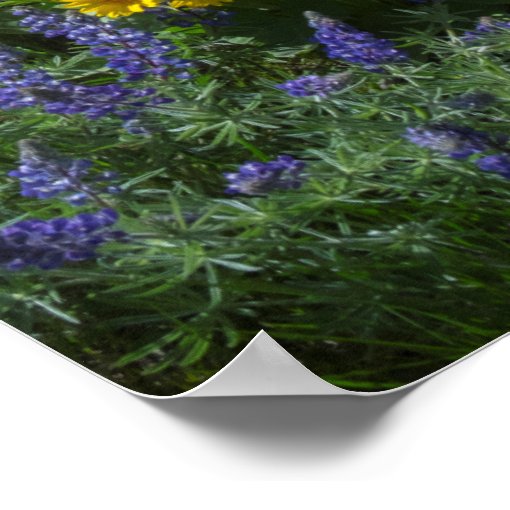 Spring Balsam Superbloom Poster | Zazzle