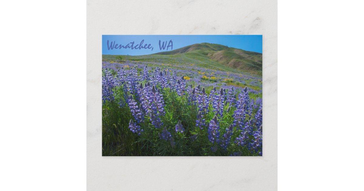 Spring Bloom at Sage Hills Wenatchee, Washington Postcard | Zazzle