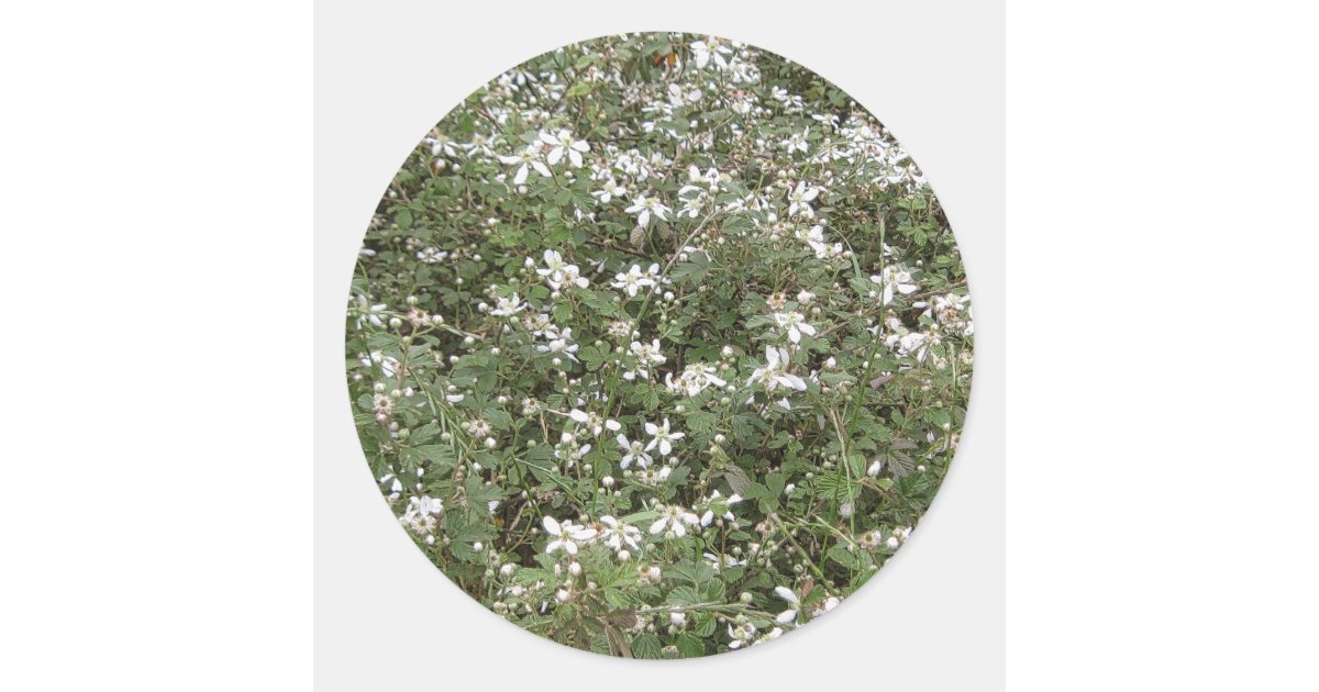 Spring Briar Patch Classic Round Sticker | Zazzle