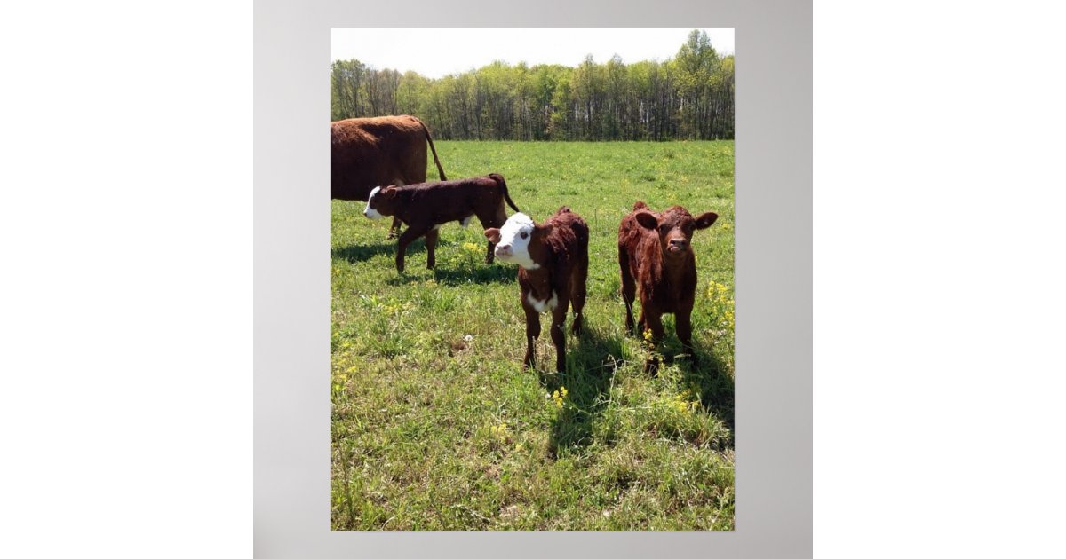 Spring Calves Poster | Zazzle