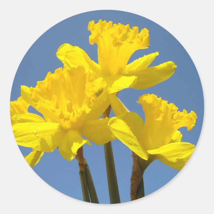 Spring Daffodils Flowers stickers Envelope seals | Zazzle