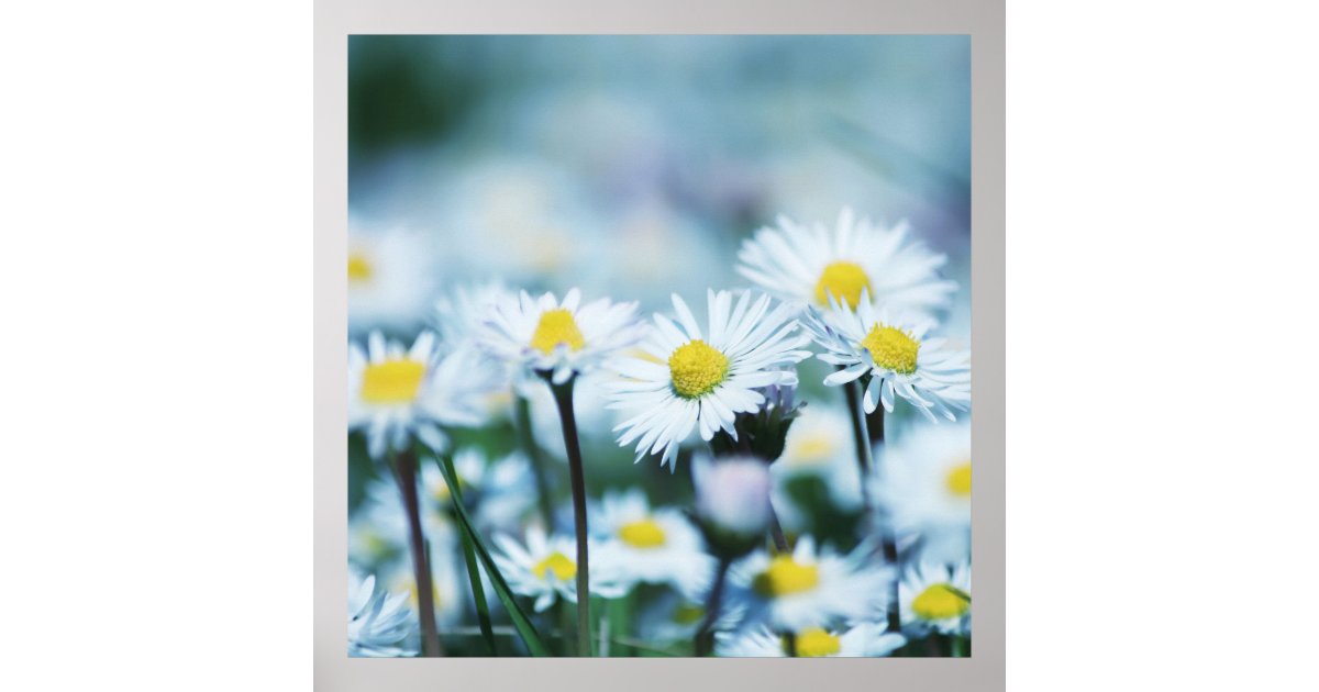 Spring daisy flower poster | Zazzle