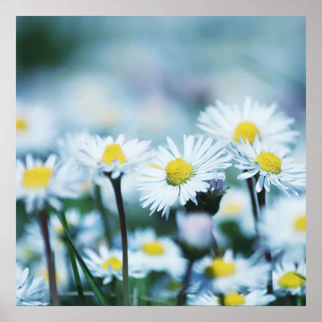 Spring daisy flower poster | Zazzle