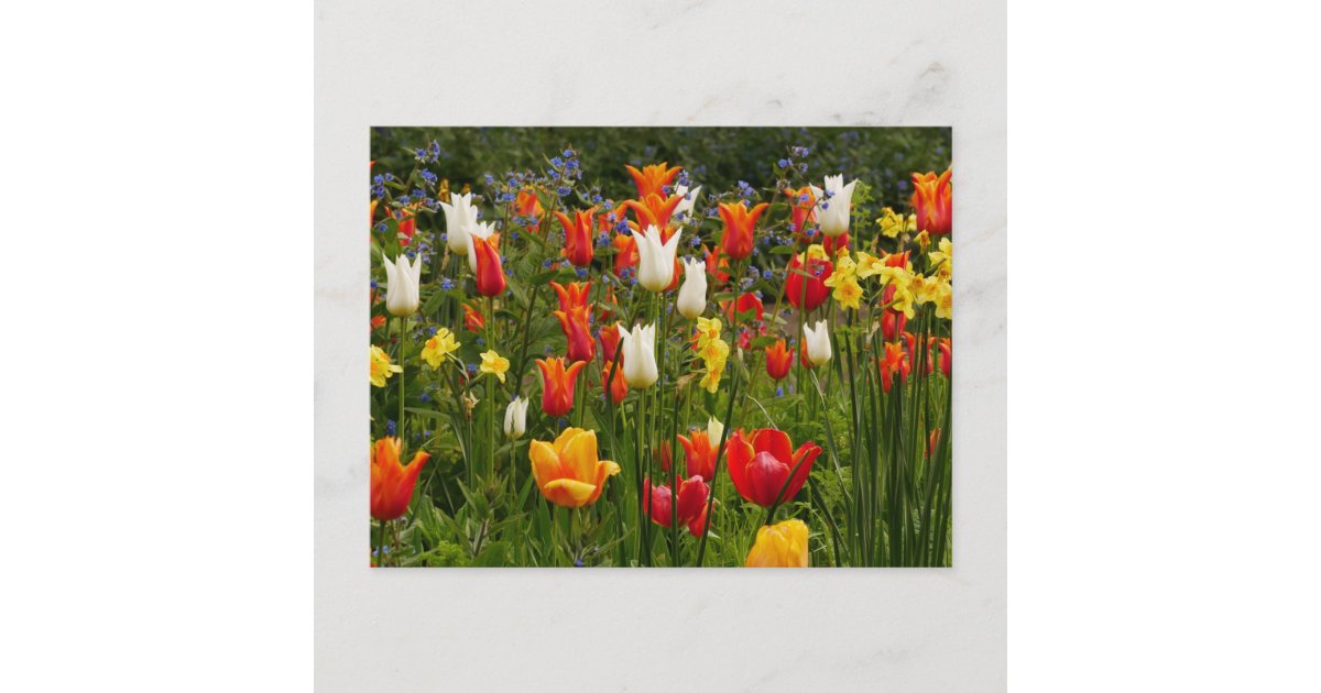 Spring Flowers Postcard | Zazzle
