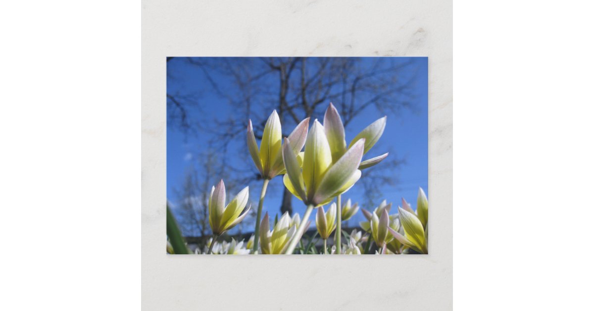 Spring flowers postcard | Zazzle
