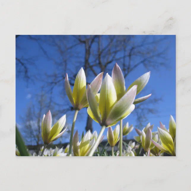 Spring flowers postcard | Zazzle