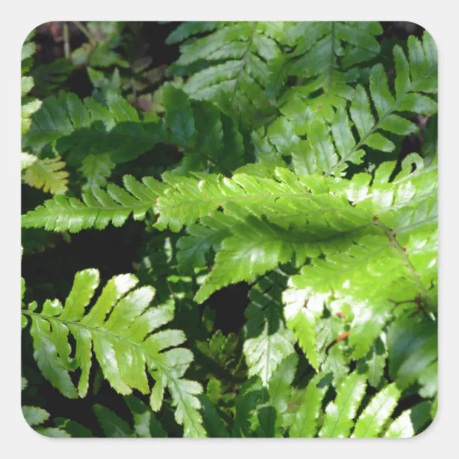 Spring Green Ferns tropical botanical greenery Square Sticker | Zazzle