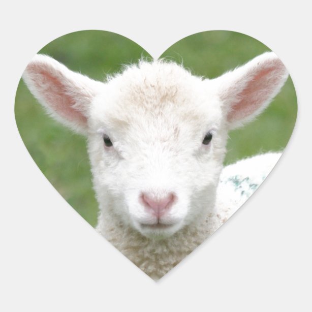Lamb Stickers | Zazzle