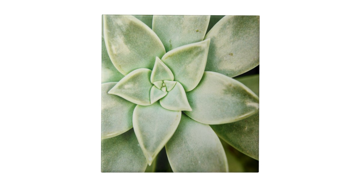 Spring Succulent Ceramic Tile | Zazzle