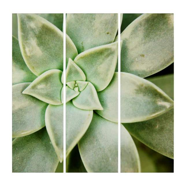 Spring Succulent Triptych | Zazzle