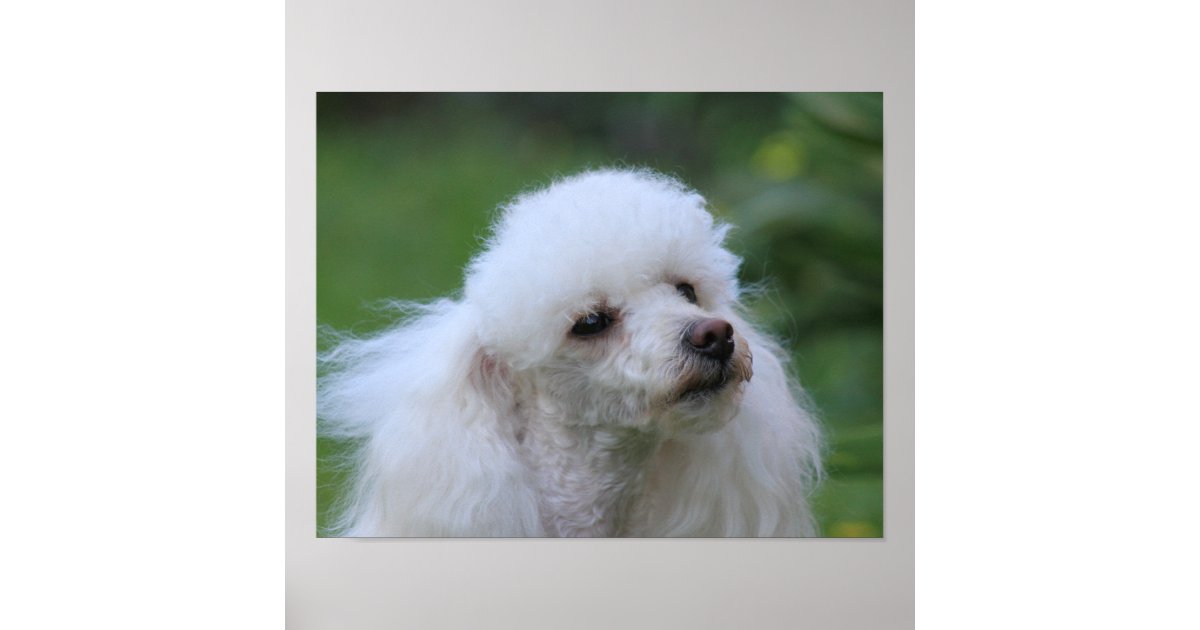 Spring toy poodle puppy poster | Zazzle