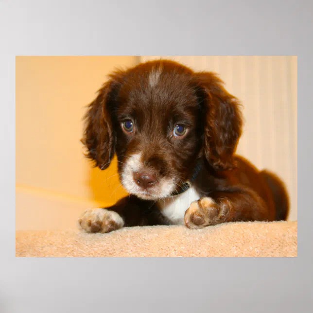 Springer Cocker Spaniel cross-breed puppy Poster | Zazzle