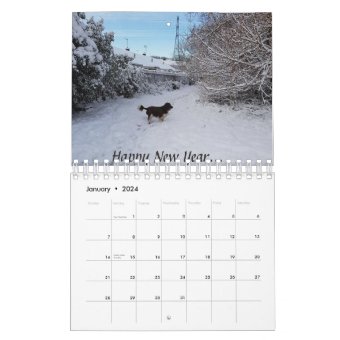Springer spaniel calendar | Zazzle