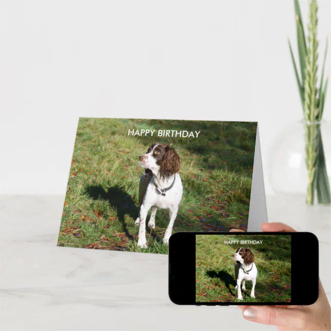 Springer Spaniel HAPPY BIRTHDAY card | Zazzle