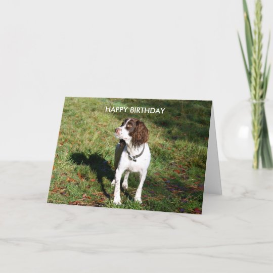 Springer Spaniel HAPPY BIRTHDAY card | Zazzle.com