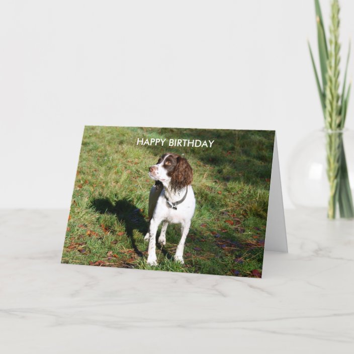 Springer Spaniel HAPPY BIRTHDAY card | Zazzle.com