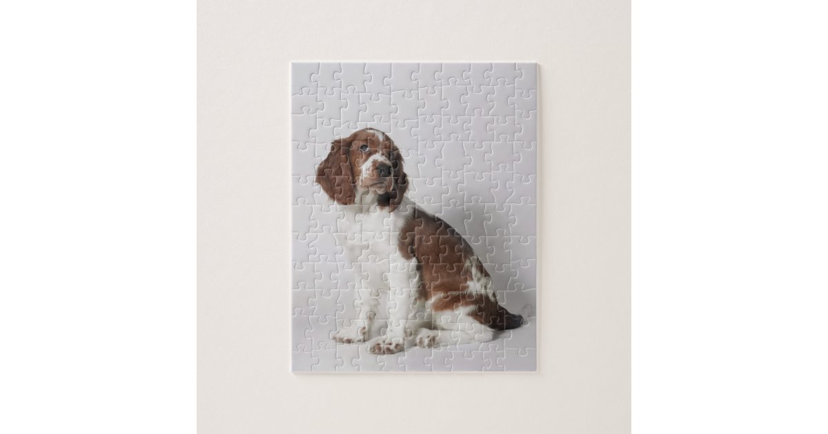 Springer spaniel jigsaw puzzle | Zazzle
