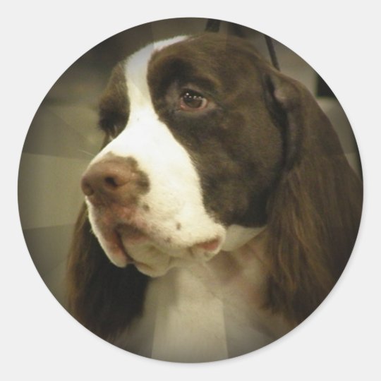 Springer Spaniel Sticker | Zazzle.com