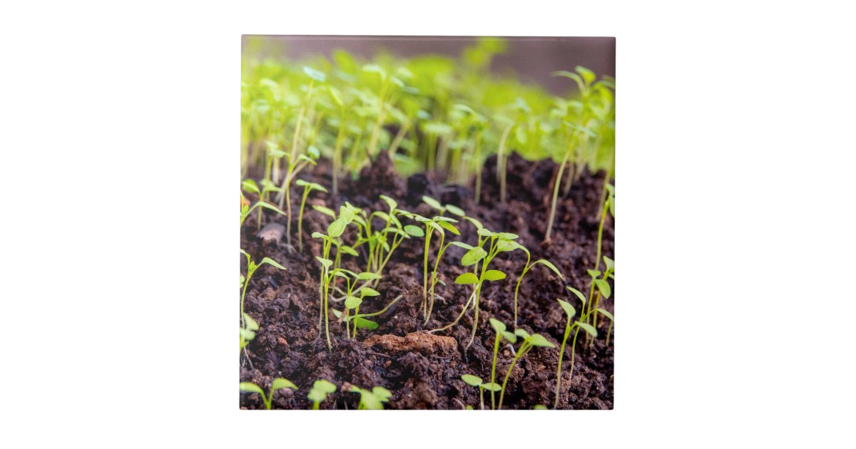 Sprouting grass ceramic tile | Zazzle