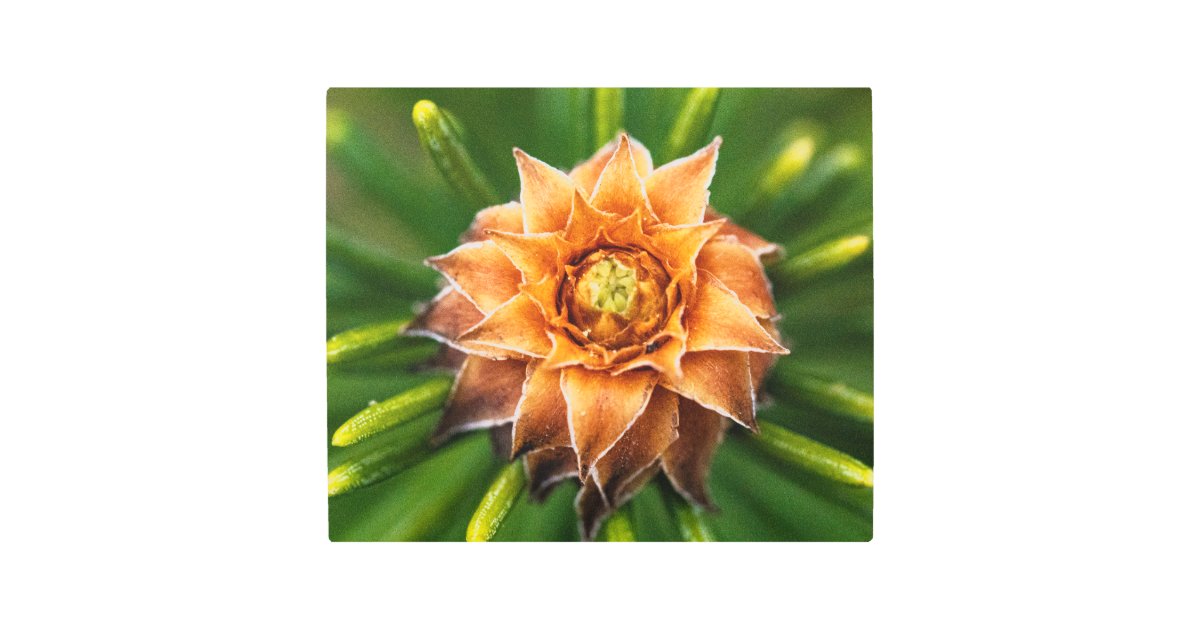 Spruce bud metal print | Zazzle