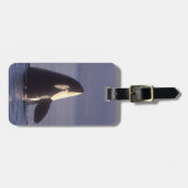 Spyhopping Orca Killer Whale (Orca orcinus) near Luggage Tag | Zazzle