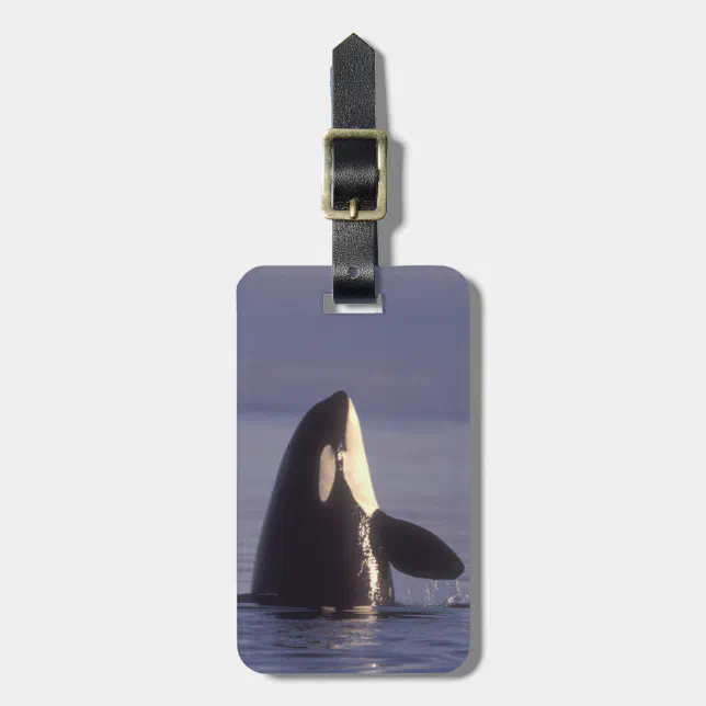 Spyhopping Orca Killer Whale (Orca orcinus) near Luggage Tag | Zazzle