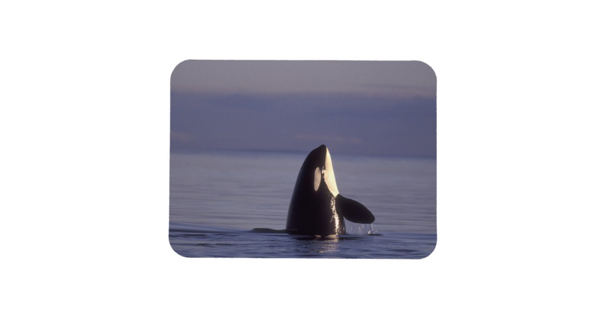 Spyhopping Orca Killer Whale (Orca orcinus) near Magnet | Zazzle