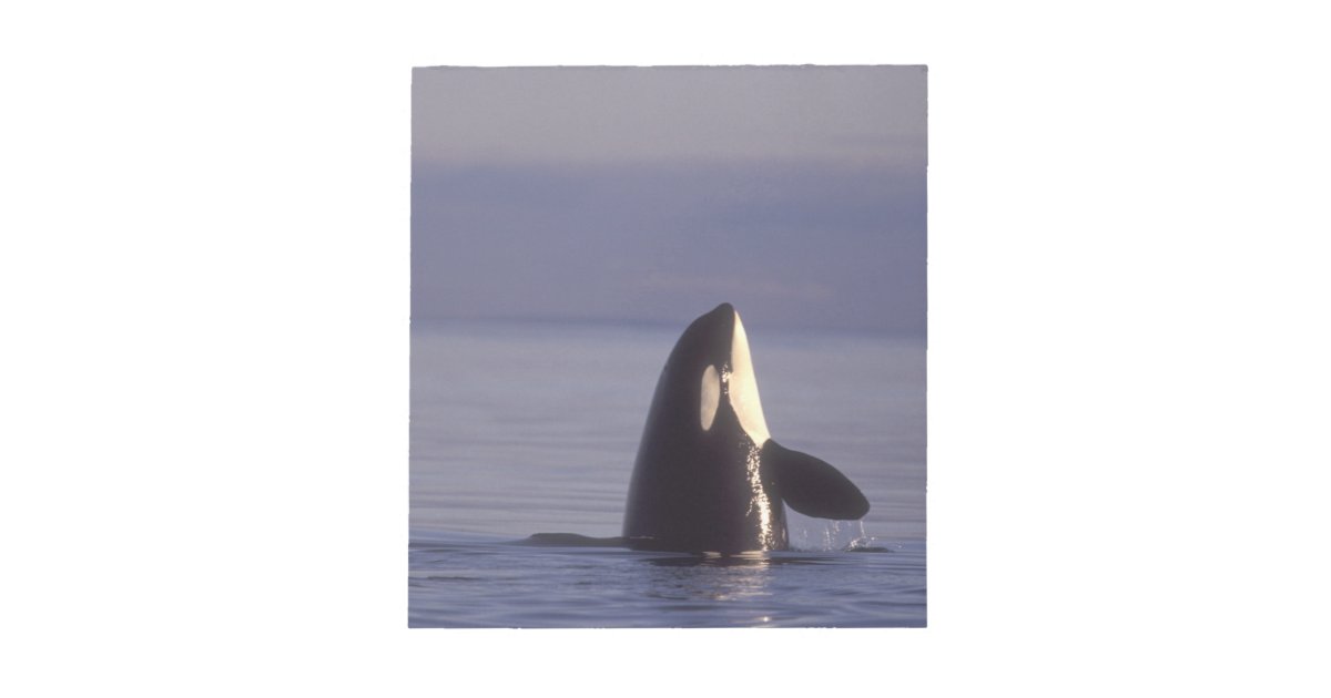Spyhopping Orca Killer Whale (Orca orcinus) near Notepad | Zazzle