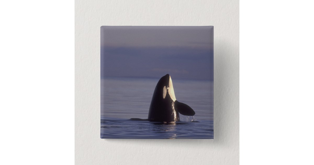 Spyhopping Orca Killer Whale (Orca orcinus) near Pinback Button | Zazzle