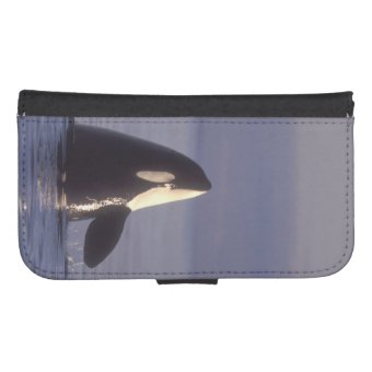 Spyhopping Orca Killer Whale (Orca orcinus) near Samsung Galaxy Wallet ...