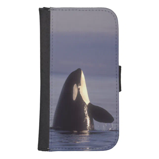 Spyhopping Orca Killer Whale (Orca orcinus) near Samsung Galaxy Wallet ...