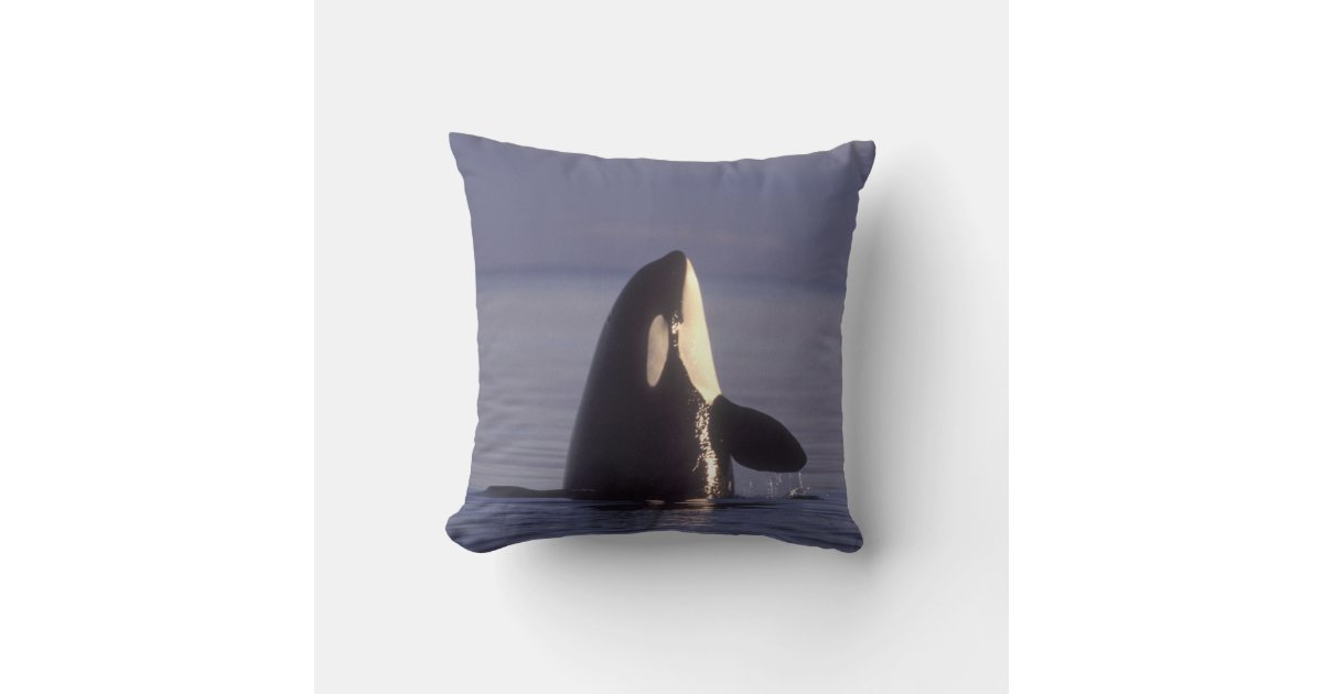 Spyhopping Orca Killer Whale (Orca orcinus) near Throw Pillow | Zazzle
