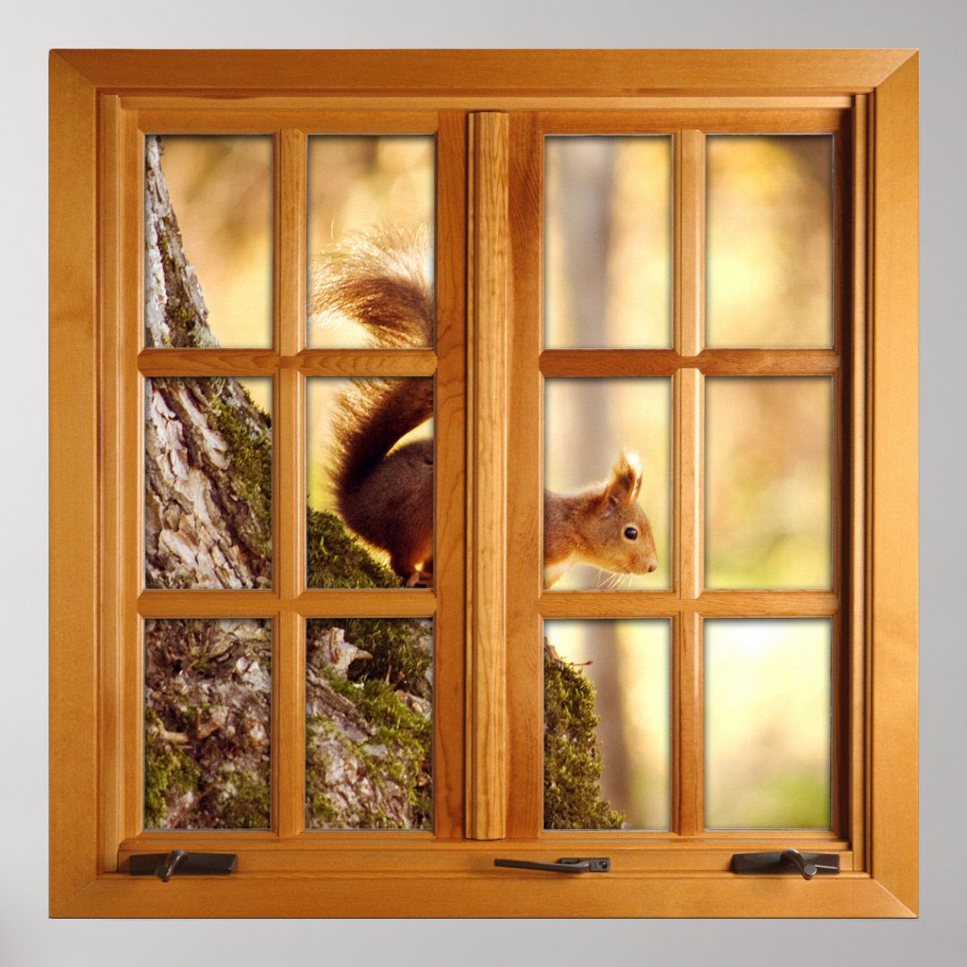 Square Faux Window Illusion - Squirrel Poster | Zazzle