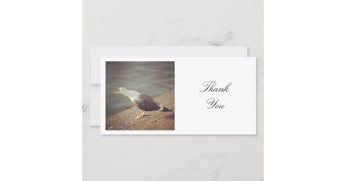 Square Photo - Squawking Seagull Thank You Card | Zazzle