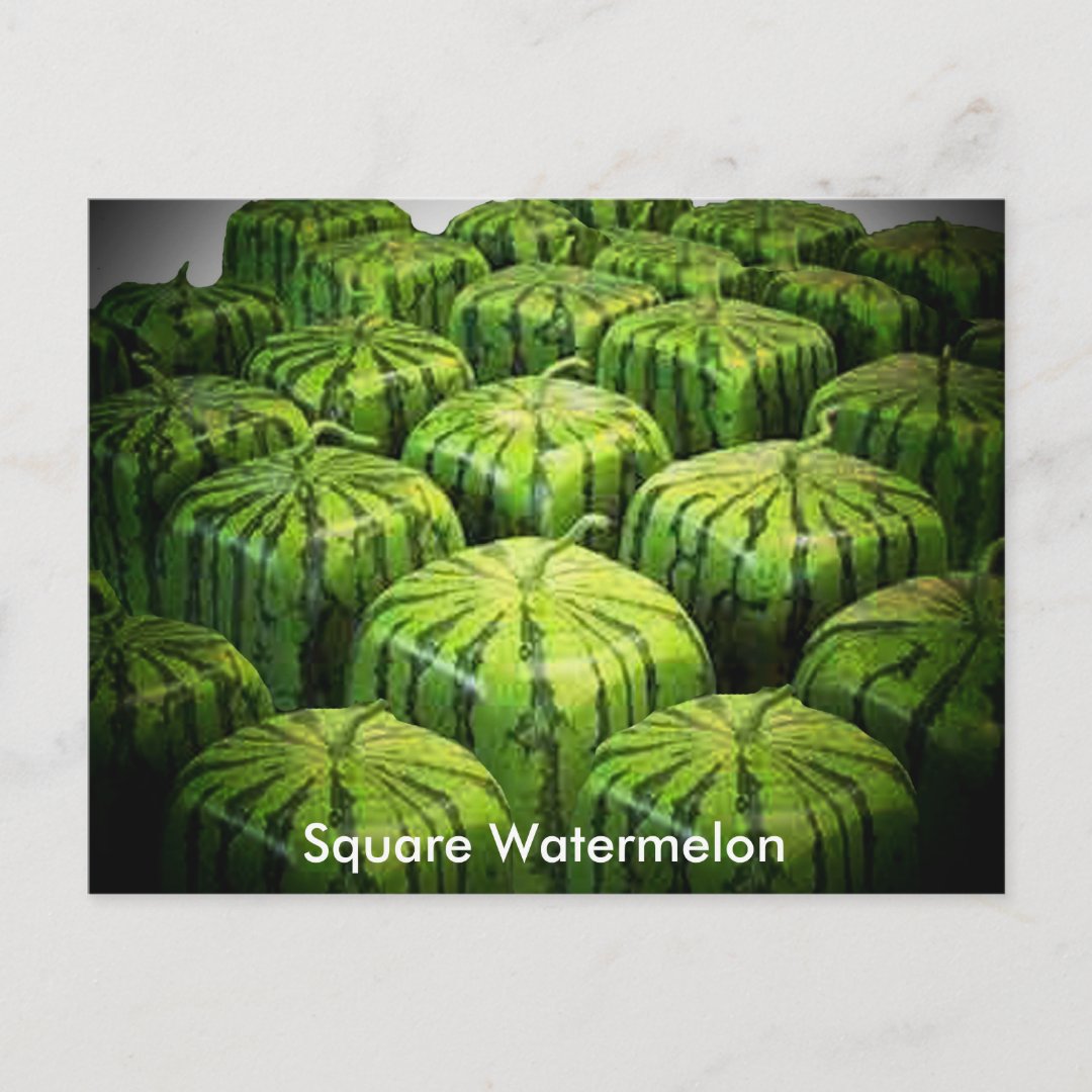 Square Watermelon Postcard | Zazzle