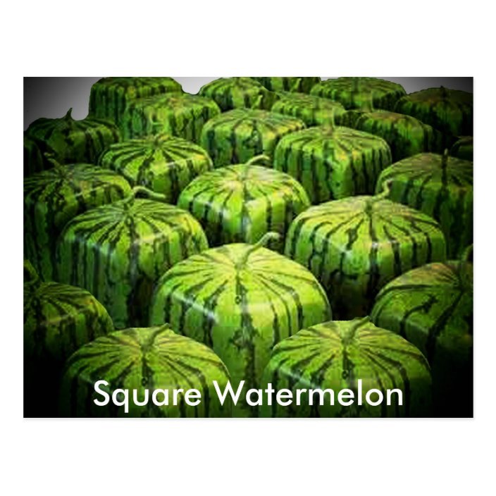 Square Watermelon Postcard | Zazzle.com