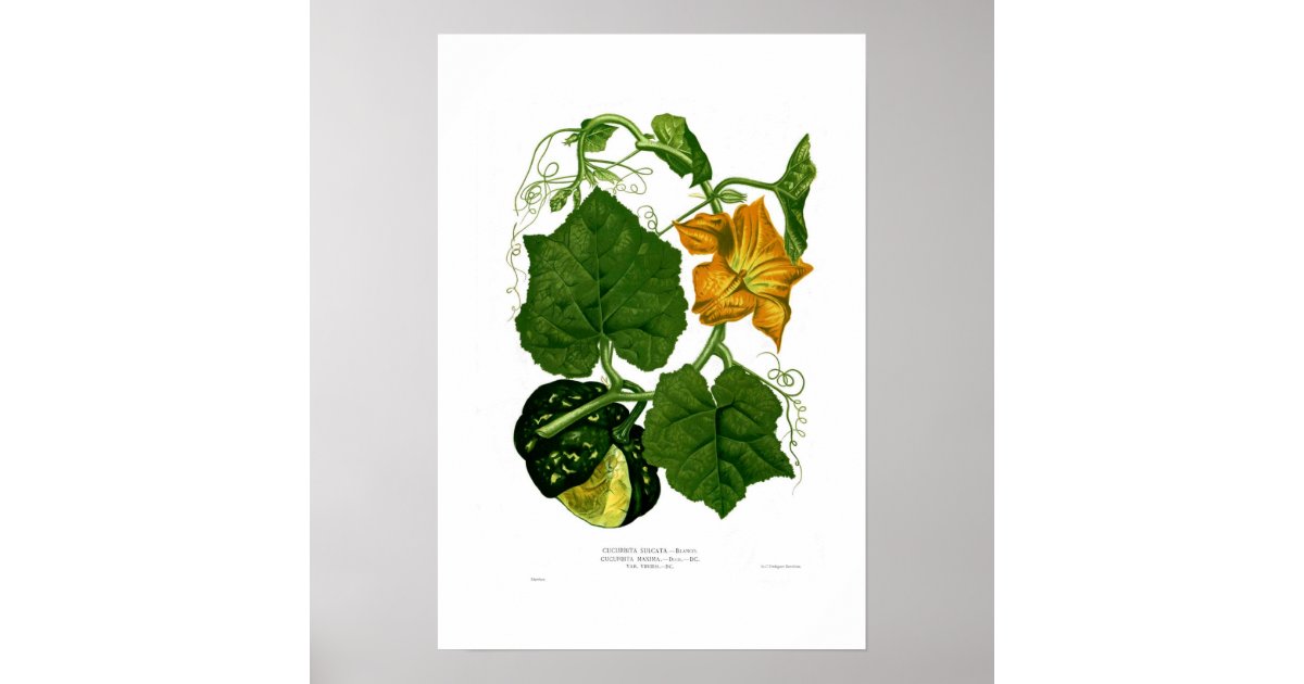 Squash Poster | Zazzle