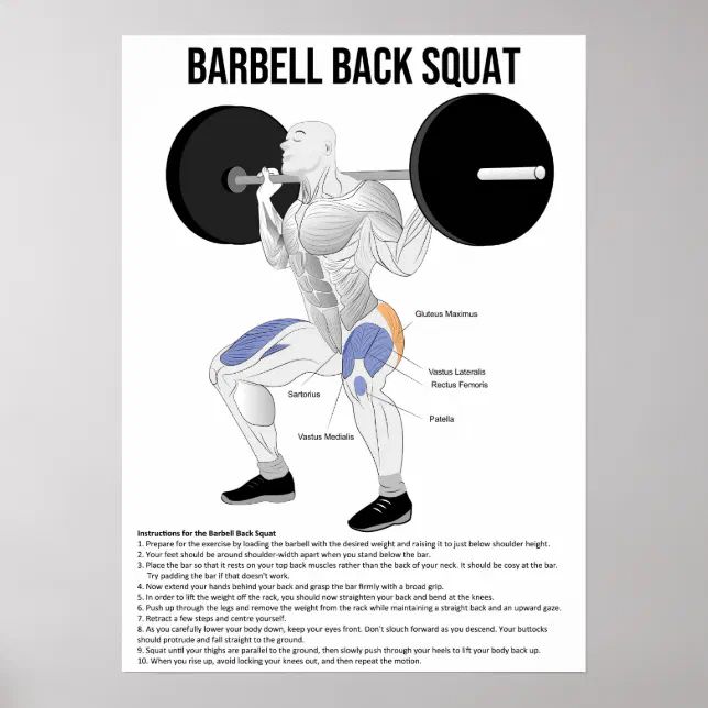 Squat - Exercise - Muscle Anatomy Chart | Zazzle