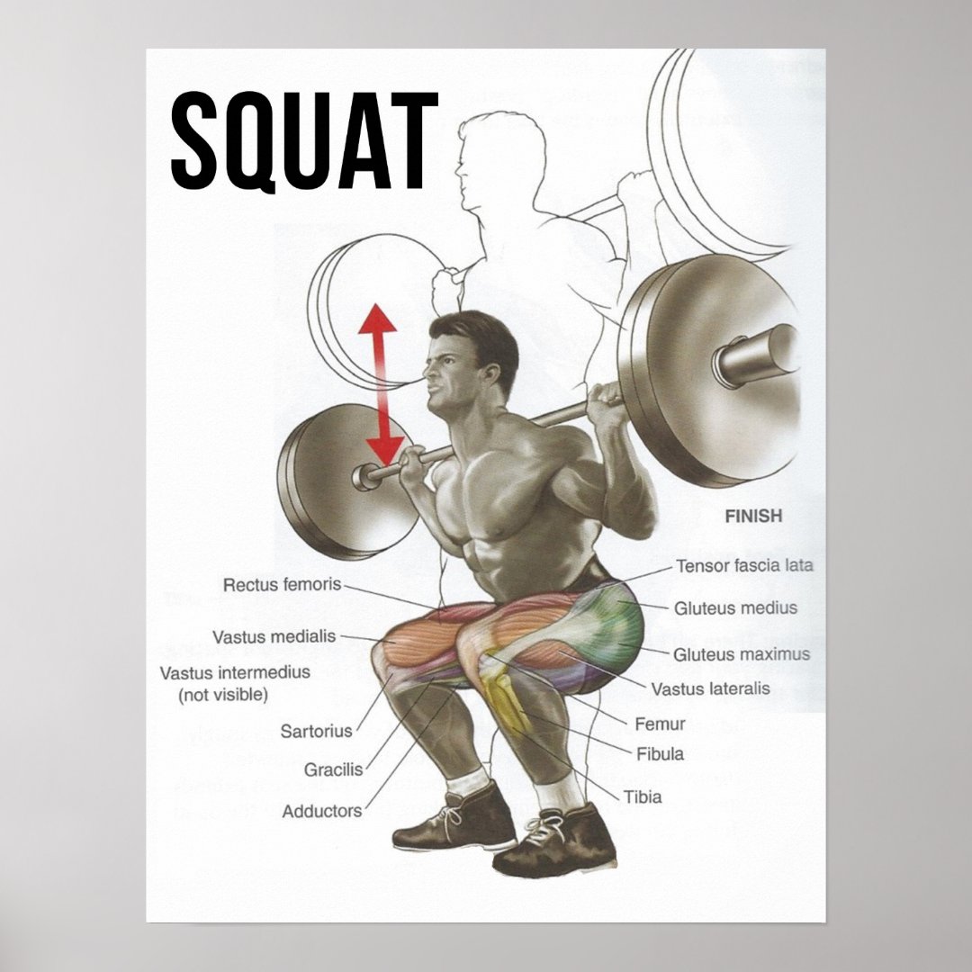 Squat - Muscle Diagram - Anatomy Chart | Zazzle