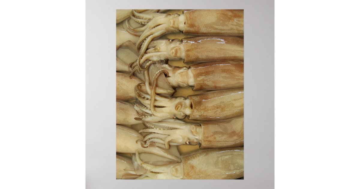 Squid - Calamari Poster | Zazzle
