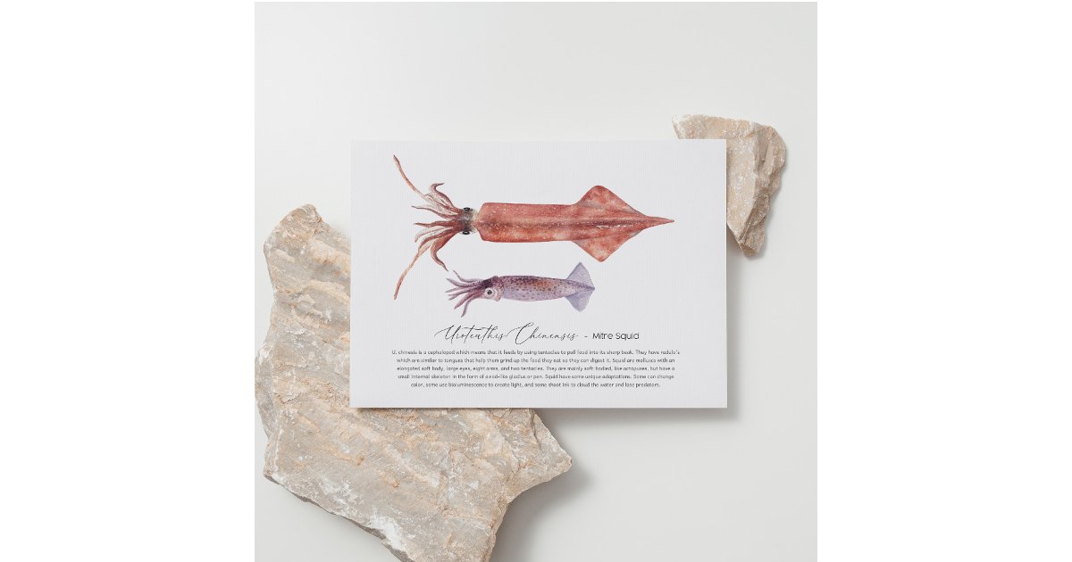 Squid Postcard | Zazzle