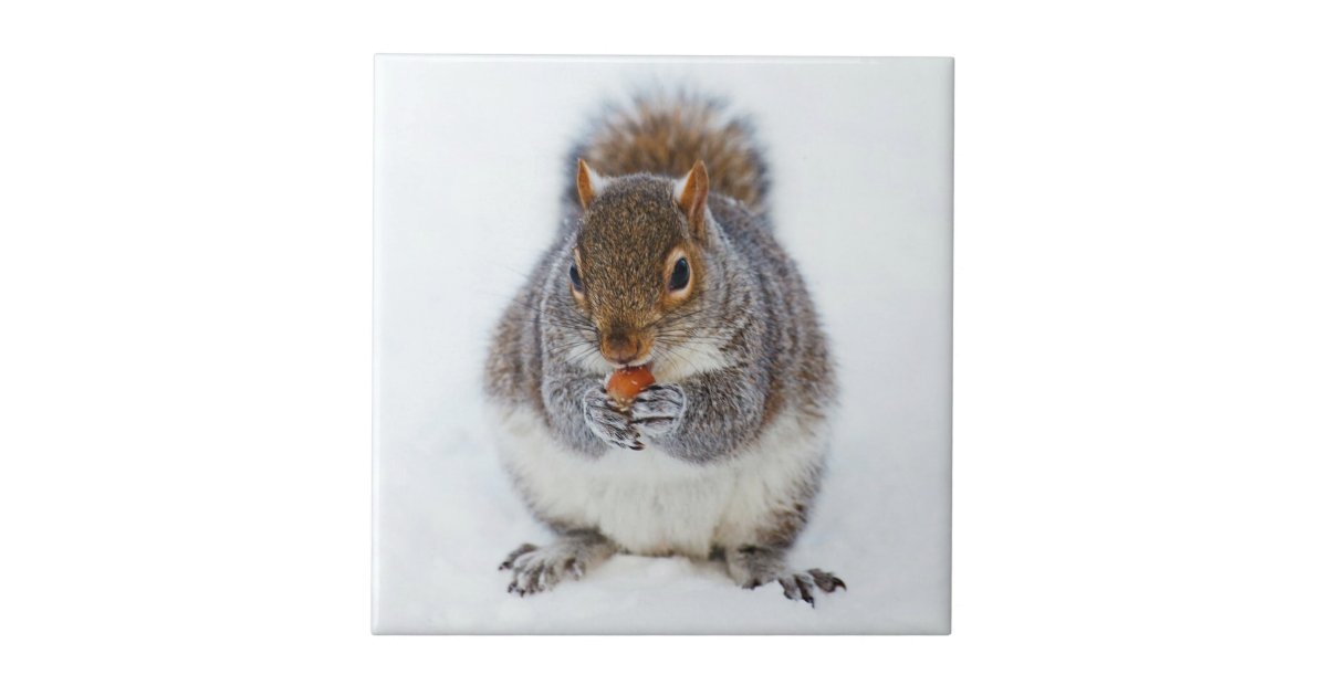 Squirrel Ceramic Tile | Zazzle