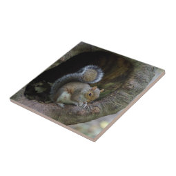 Squirrel Ceramic Tile | Zazzle