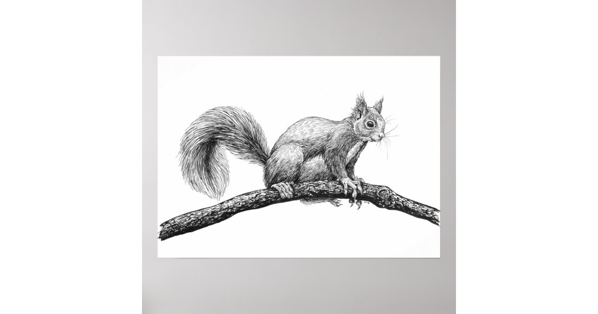 Squirrel drawing poster | Zazzle