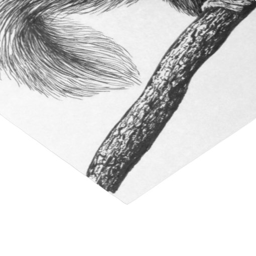 Squirrel drawing tissue paper | Zazzle
