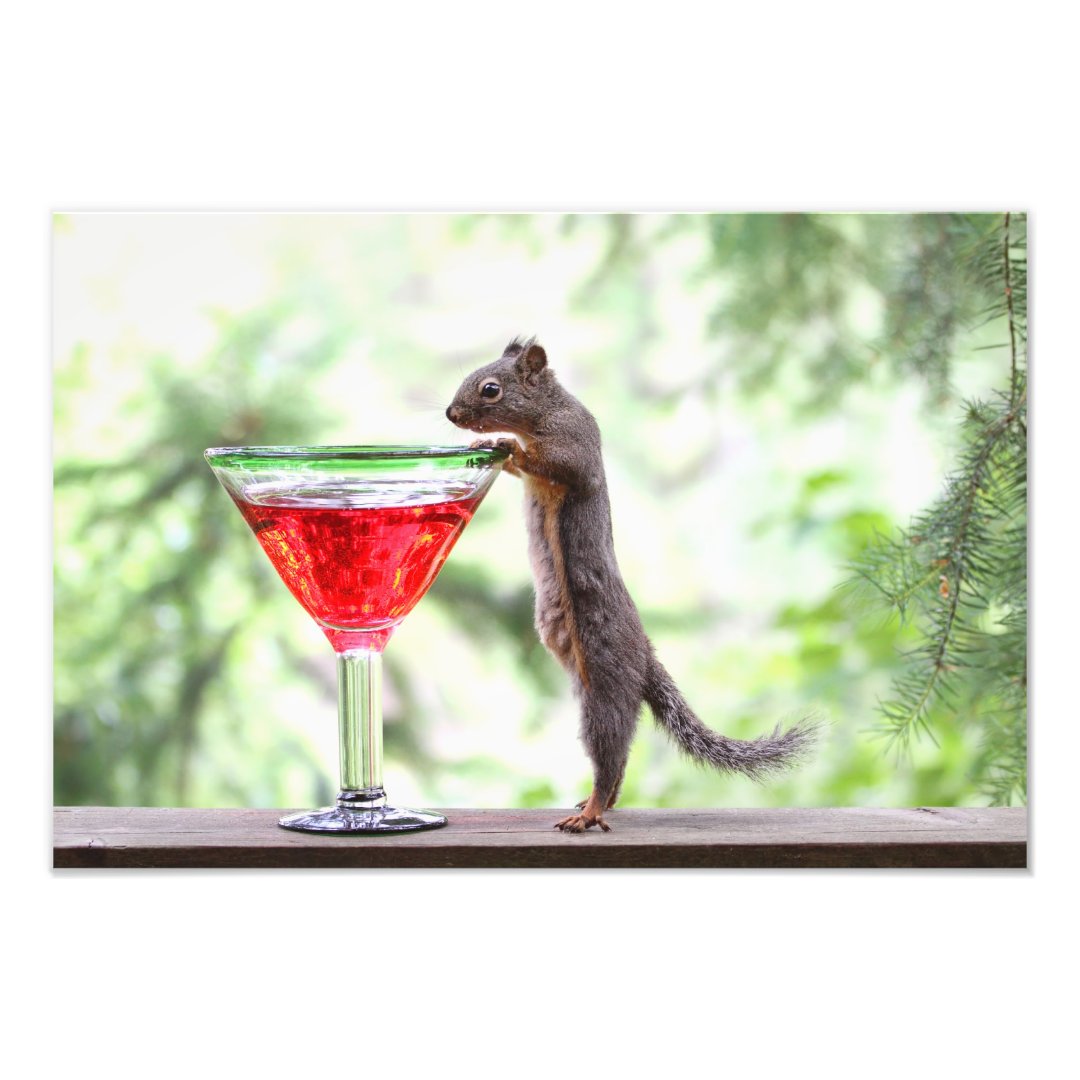 Squirrel Drinking a Cocktail Photo Print | Zazzle