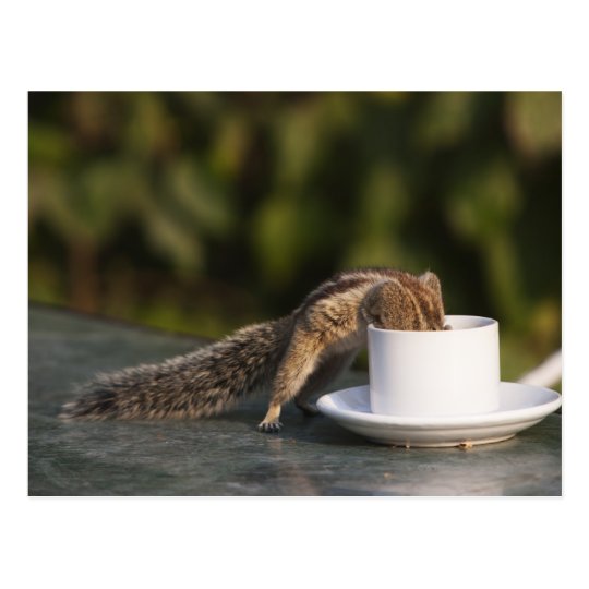 Squirrel drinking from coffee cup at Indian Postcard | Zazzle.com